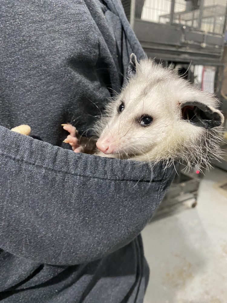 Educational Programs | Southwest Virginia Wildlife Center of Roanoke