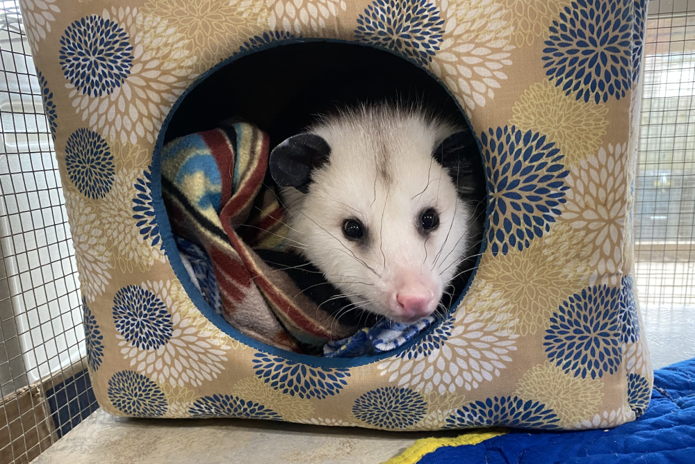 Educational Programs | Southwest Virginia Wildlife Center of Roanoke