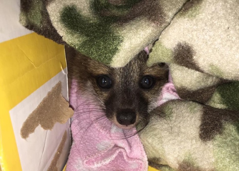 Gray fox | Southwest Virginia Wildlife Center of Roanoke