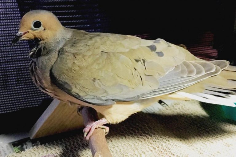 Mourning Dove | Southwest Virginia Wildlife Center of Roanoke