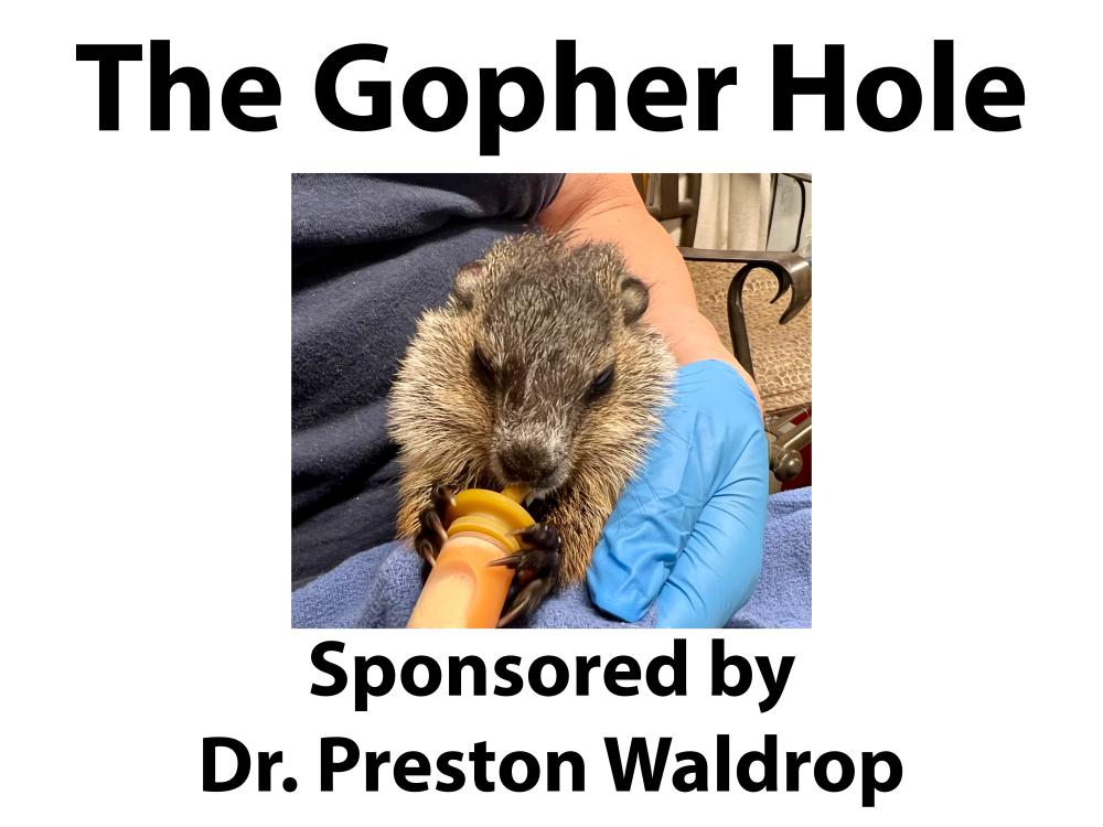 Birdies Fore Birdies Registration | Southwest Virginia Wildlife Center ...